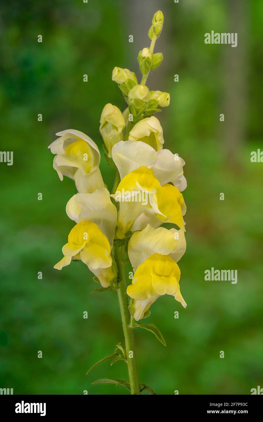 garden snapdragon (Antirrhinum majus), inflorescence Stock Photo - Alamy