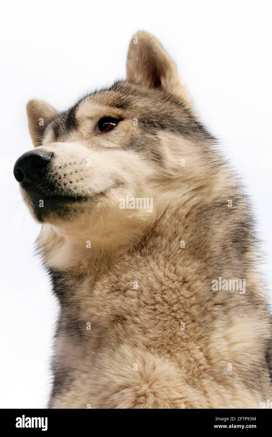 Siberian husky canis lupus f familiaris hi-res stock photography and ...