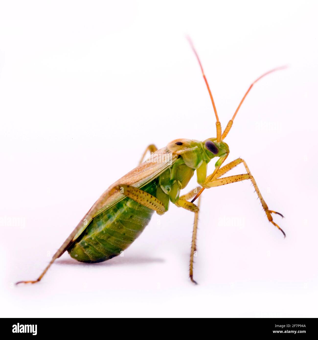 Potato bug hi-res stock photography and images - Alamy