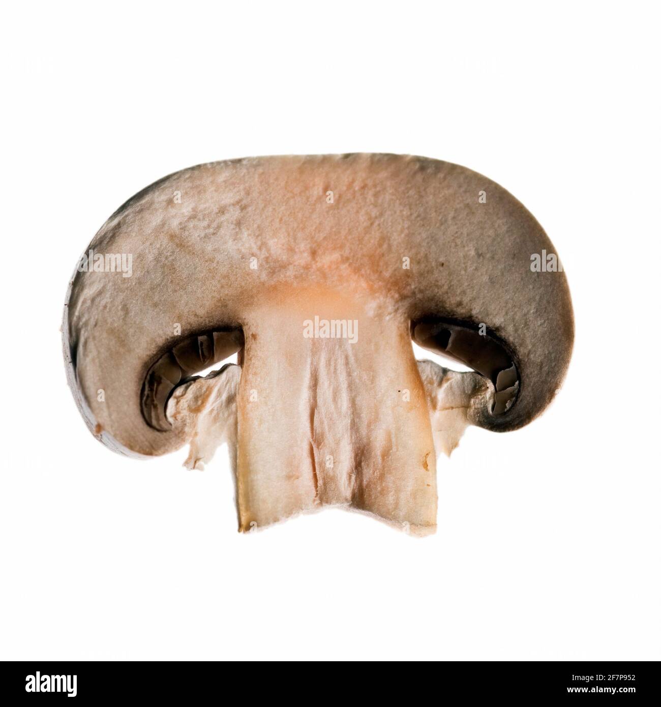 Fungi gill structure Cut Out Stock Images & Pictures - Alamy