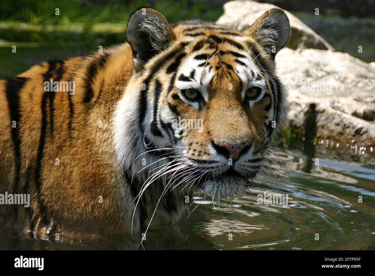 tiger (Panthera tigris), portrait Stock Photo - Alamy