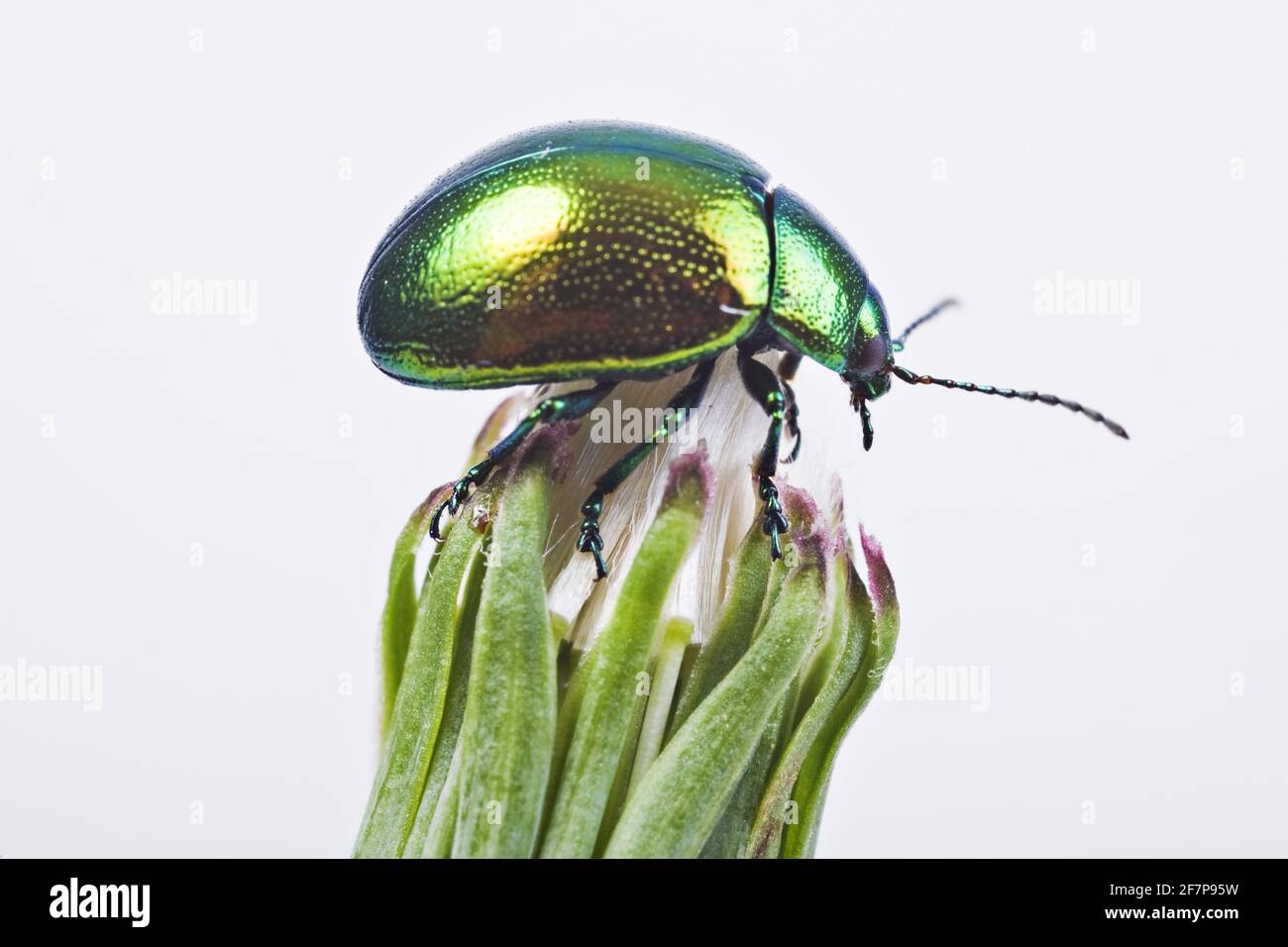 Shiny beetles hi-res stock photography and images - Alamy
