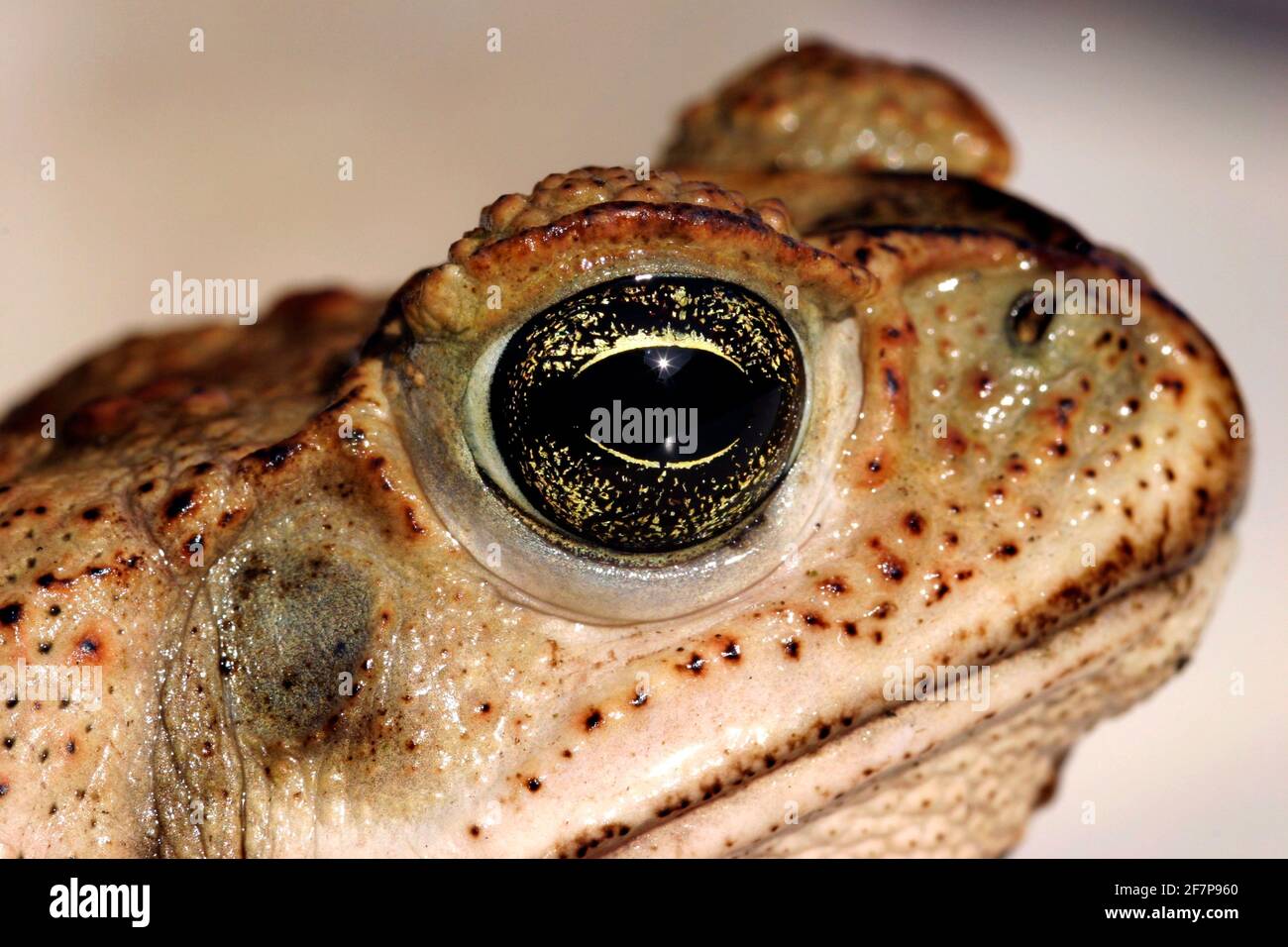 Giant toad, Marine toad, Cane toad, South American Neotropical toad ...