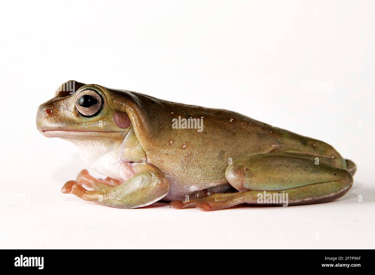 Green Tree Frog White's Treefrog (Litoria caerulea, Hyla caerulea ...