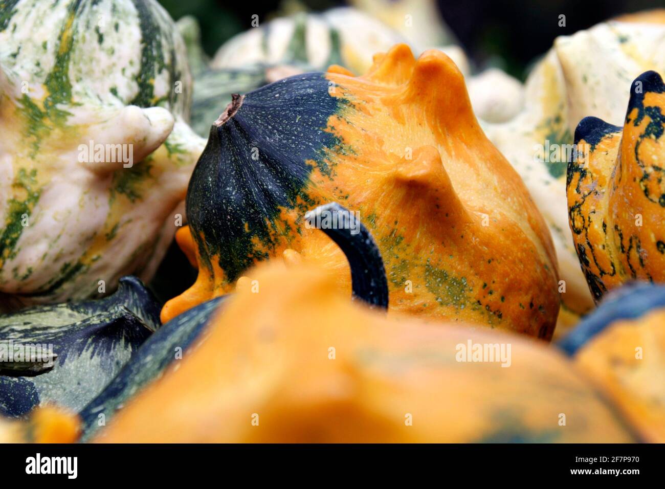 ornamental pumpkin (Cucurbita pepo convar. microcarpina), pile of ...