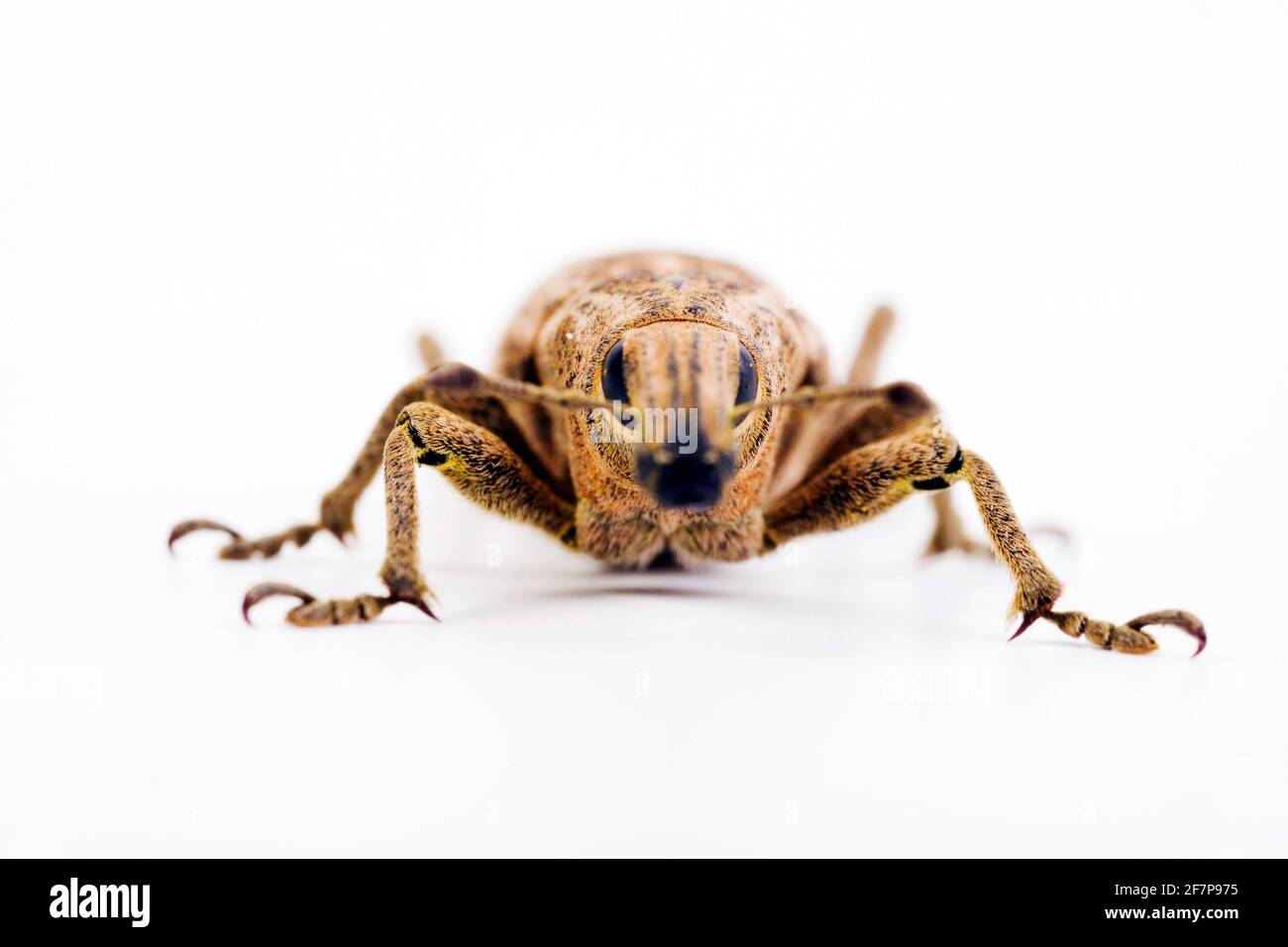 Cleonus piger Cut Out Stock Images & Pictures - Alamy