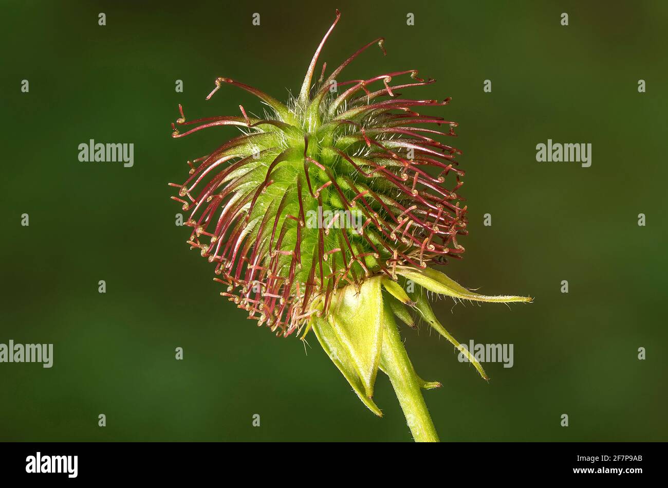common avens, wood avens, clover-root (Geum urbanum), infructescence ...