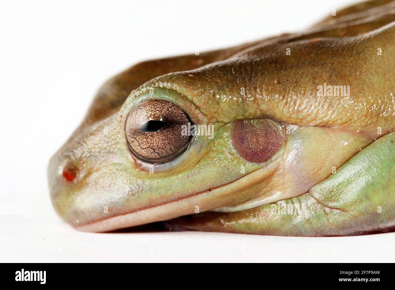 Green Tree Frog White's Treefrog (Litoria caerulea, Hyla caerulea ...