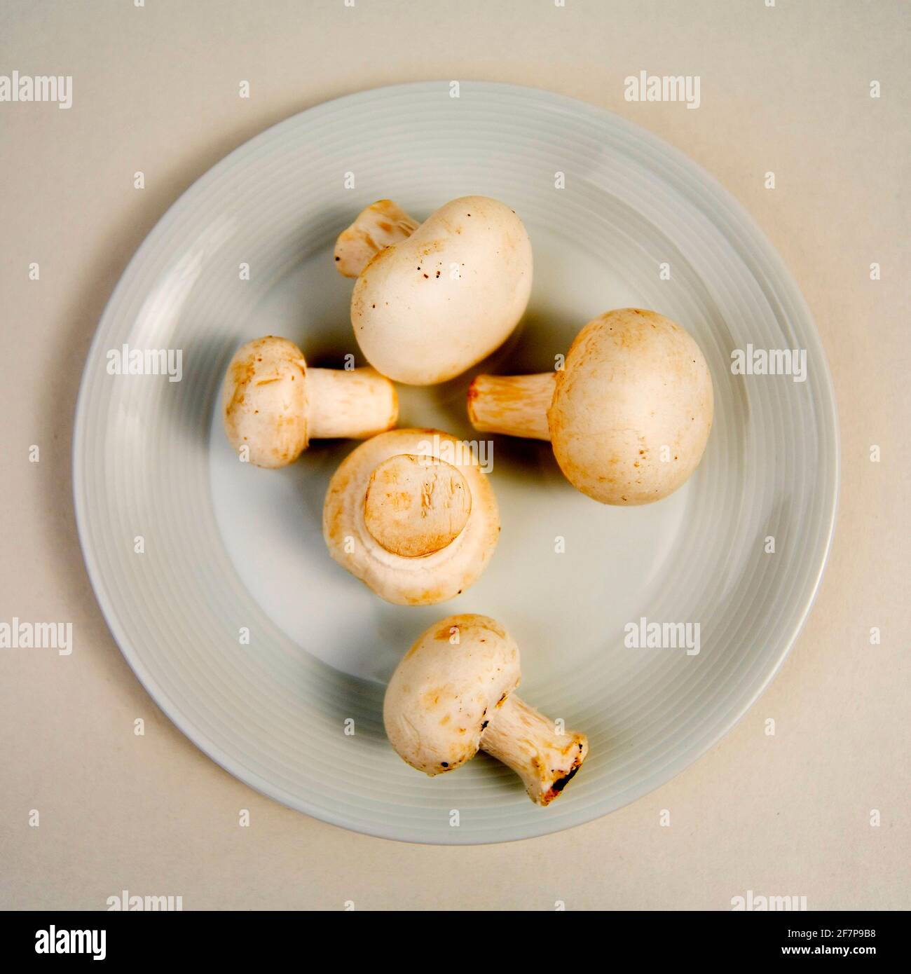 Feeding mushroom hi-res stock photography and images - Alamy