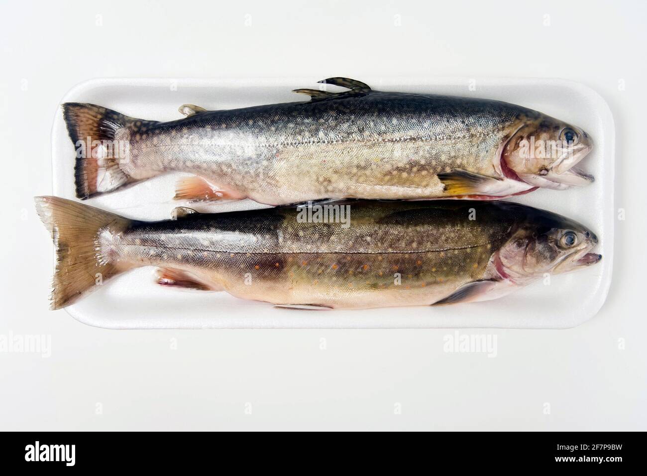 char, charr, Arctic char, Arctic charr (Salvelinus alpinus), arctic ...