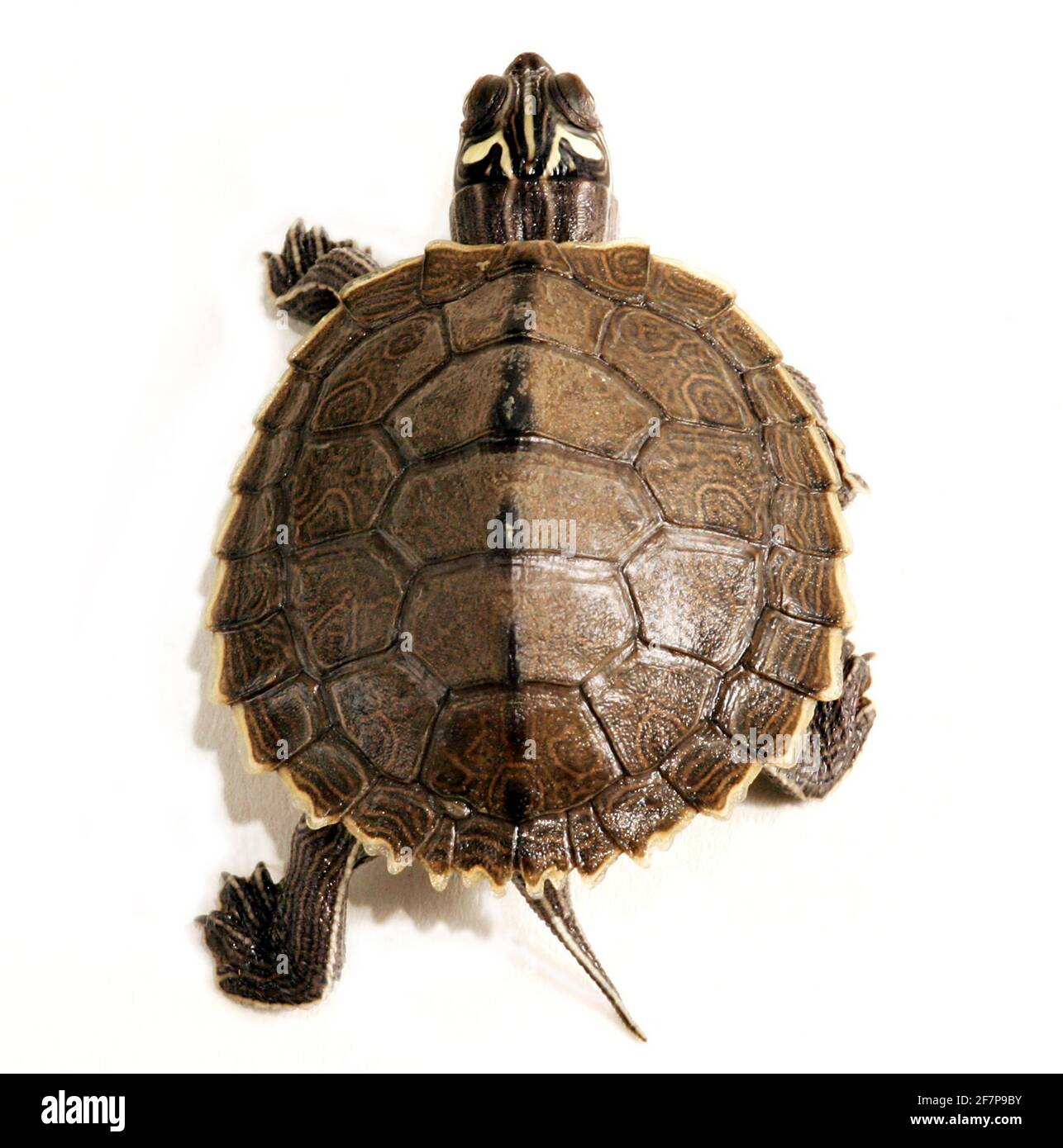 Mississippi map turtle (Graptemys kohnii), top view, cut-out Stock ...