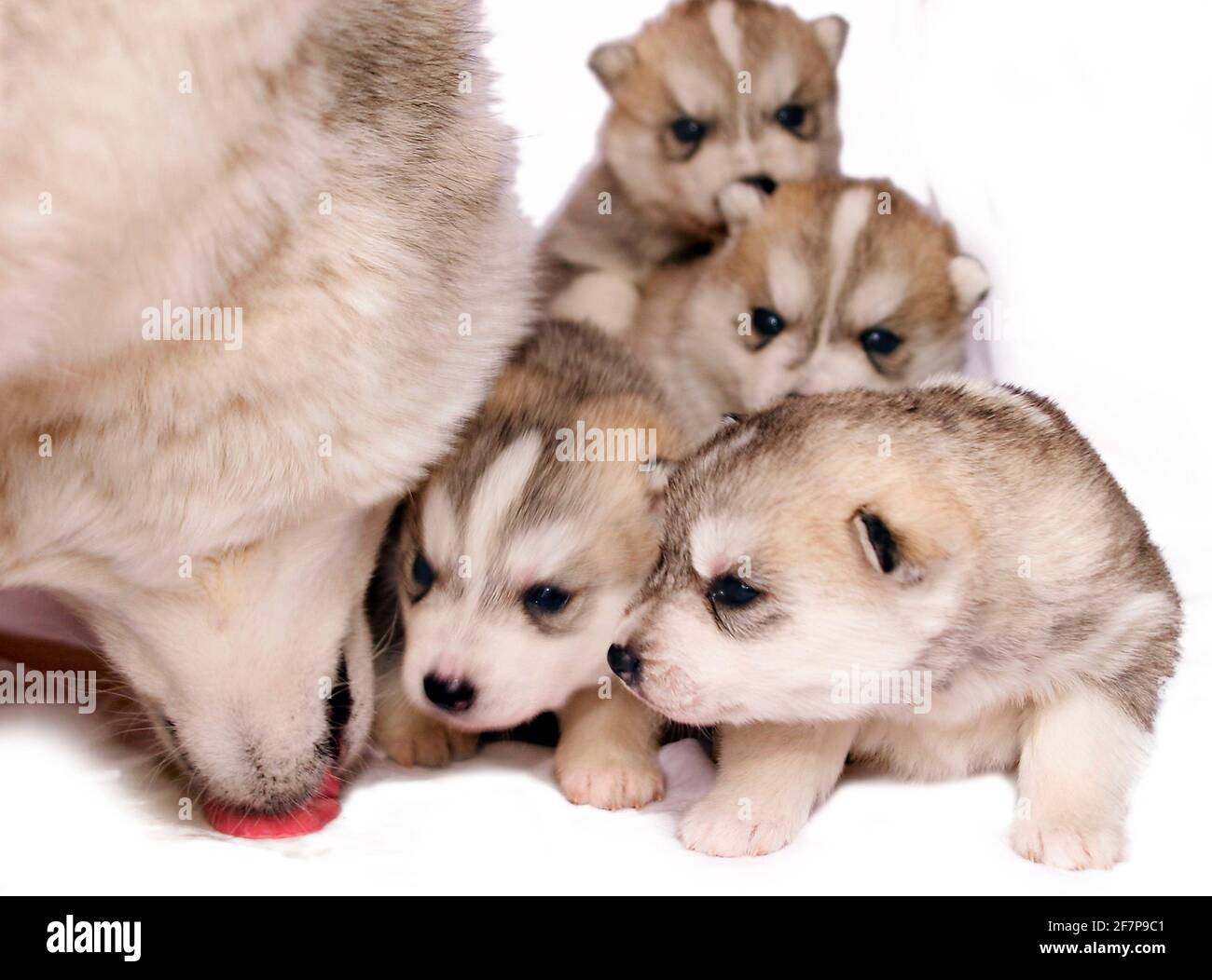 Siberian Husky (Canis lupus f. familiaris), Husky babies with mother ...