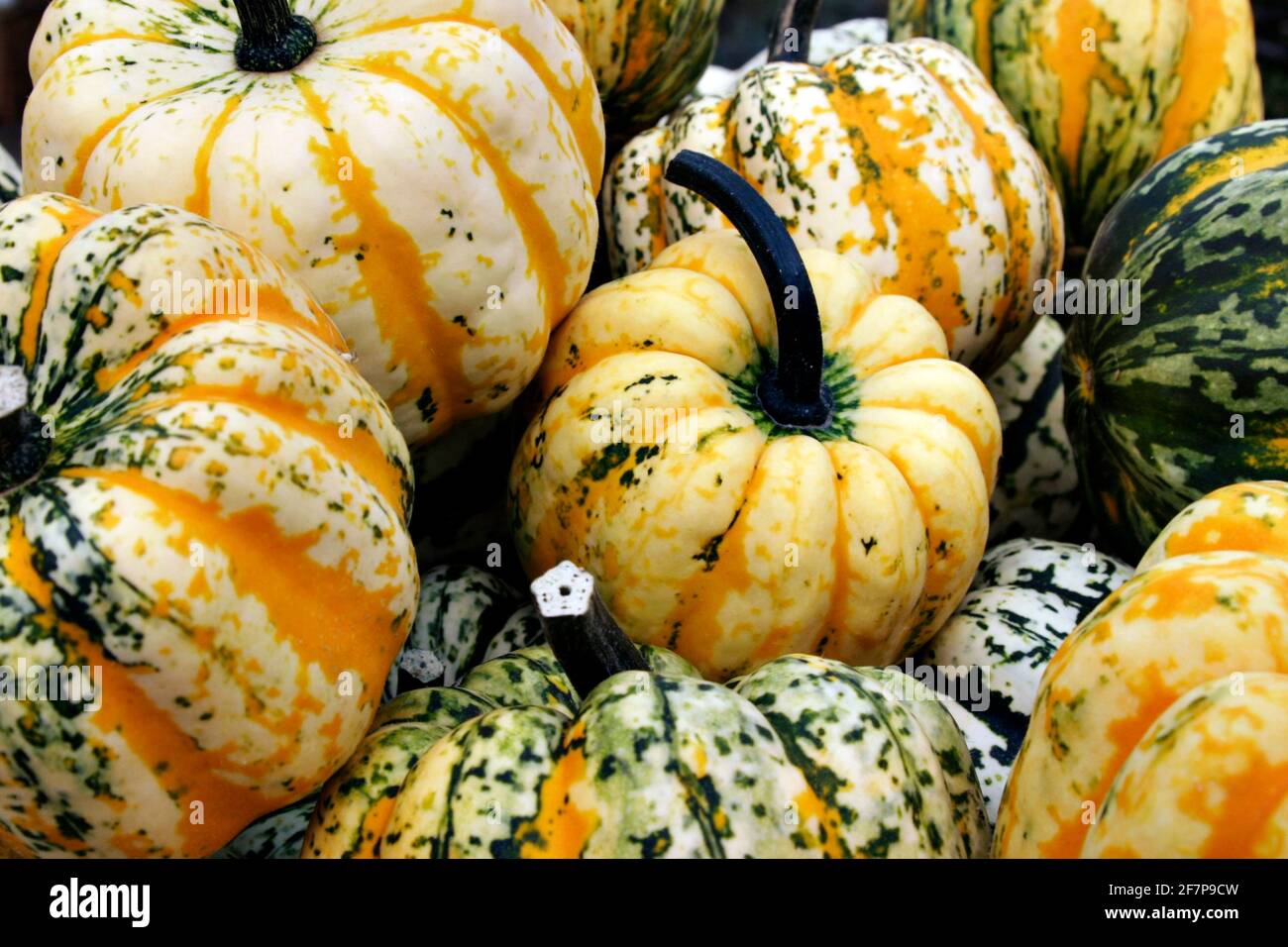 ornamental pumpkin (Cucurbita pepo convar. microcarpina), pile of ...