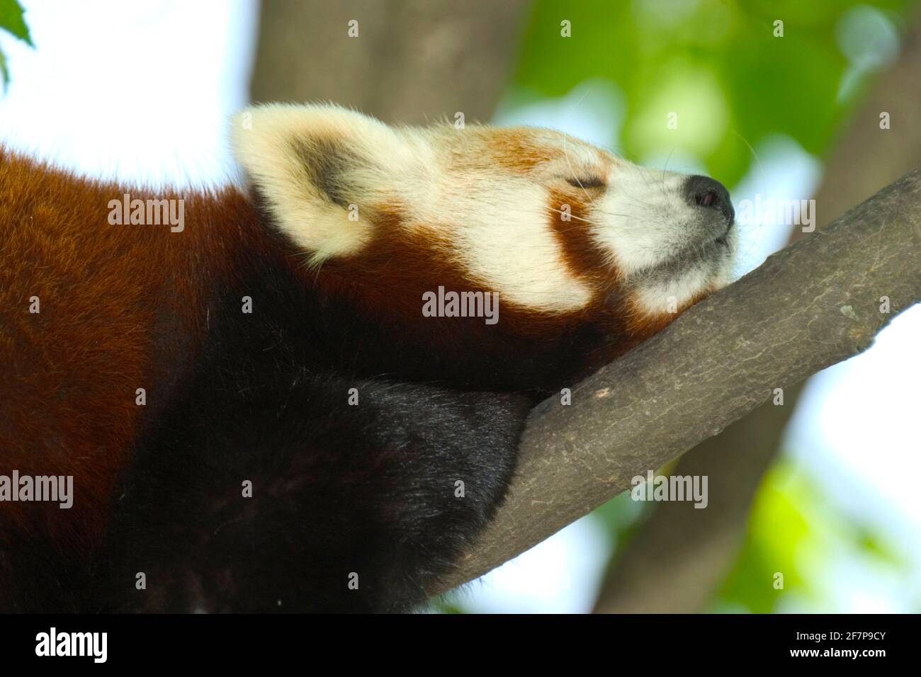 lesser panda, red panda (Ailurus fulgens), portrait of a sleeping ...