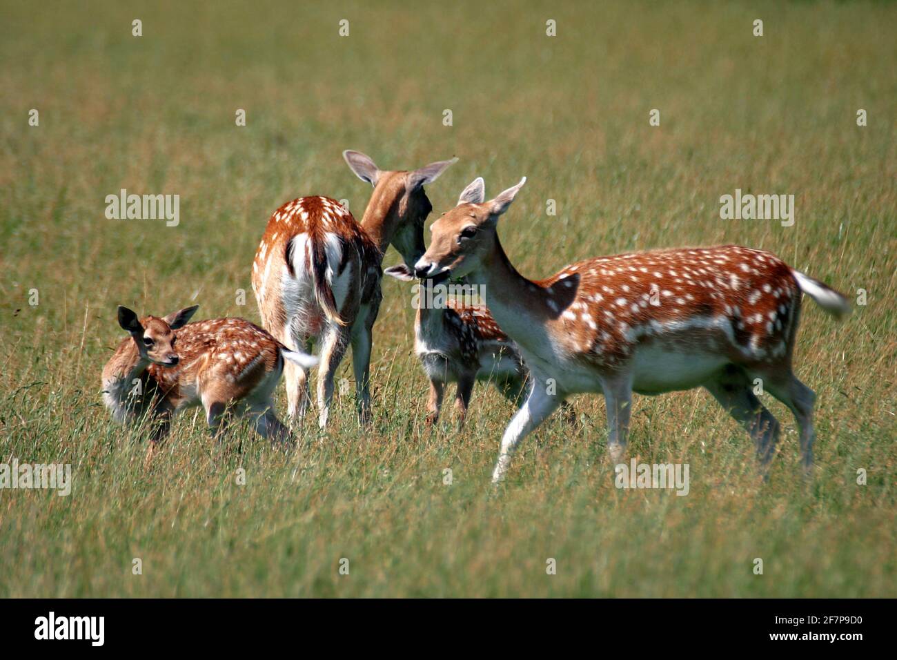 fallow deer (Dama dama, Cervus dama), hinds and fawns in a meadow ...