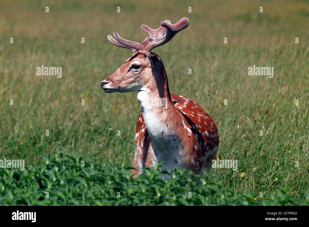 fallow deer (Dama dama, Cervus dama), stag stands in a meadow, Austria ...