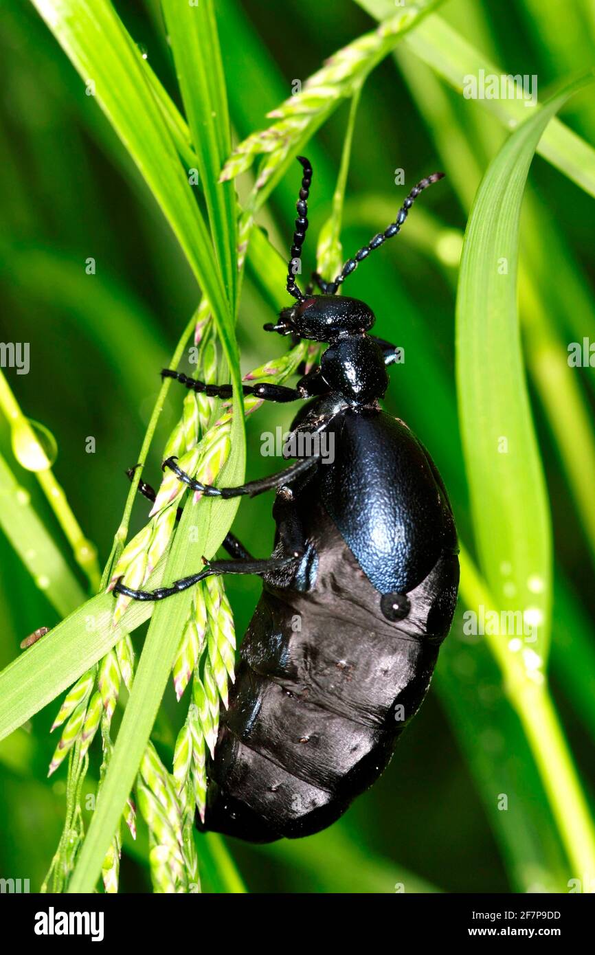 Oil beetle, Black oil beetle (Meloe proscarabaeus), sits at a blade of ...