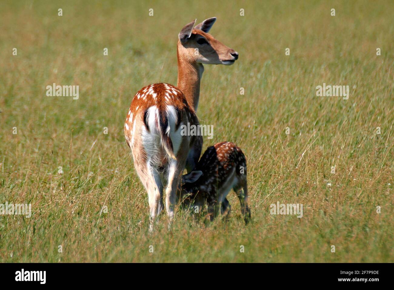 fallow deer (Dama dama, Cervus dama), fawn suckling from its mother ...