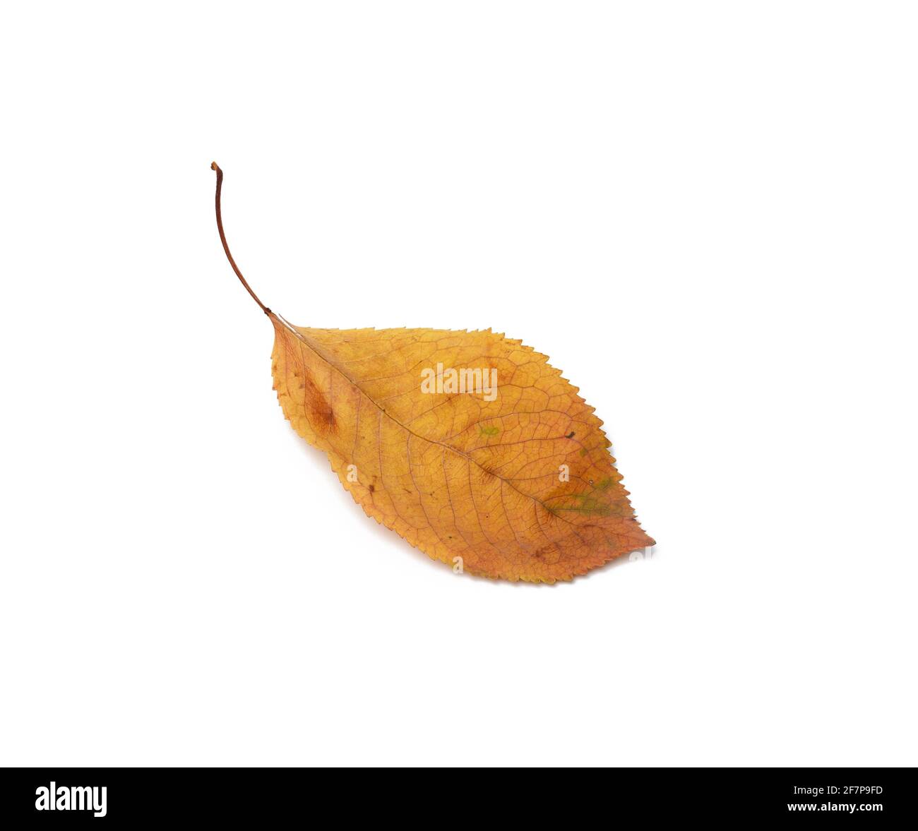dry cherry leaf isolated on white background, close up Stock Photo - Alamy