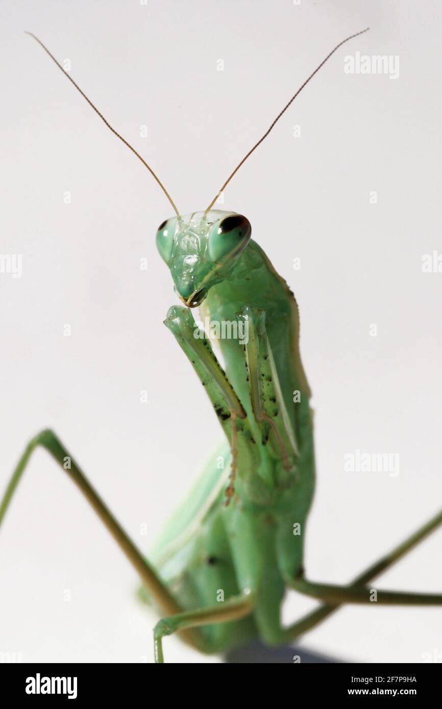 European preying mantis (Mantis religiosa), portrait, Austria Stock ...
