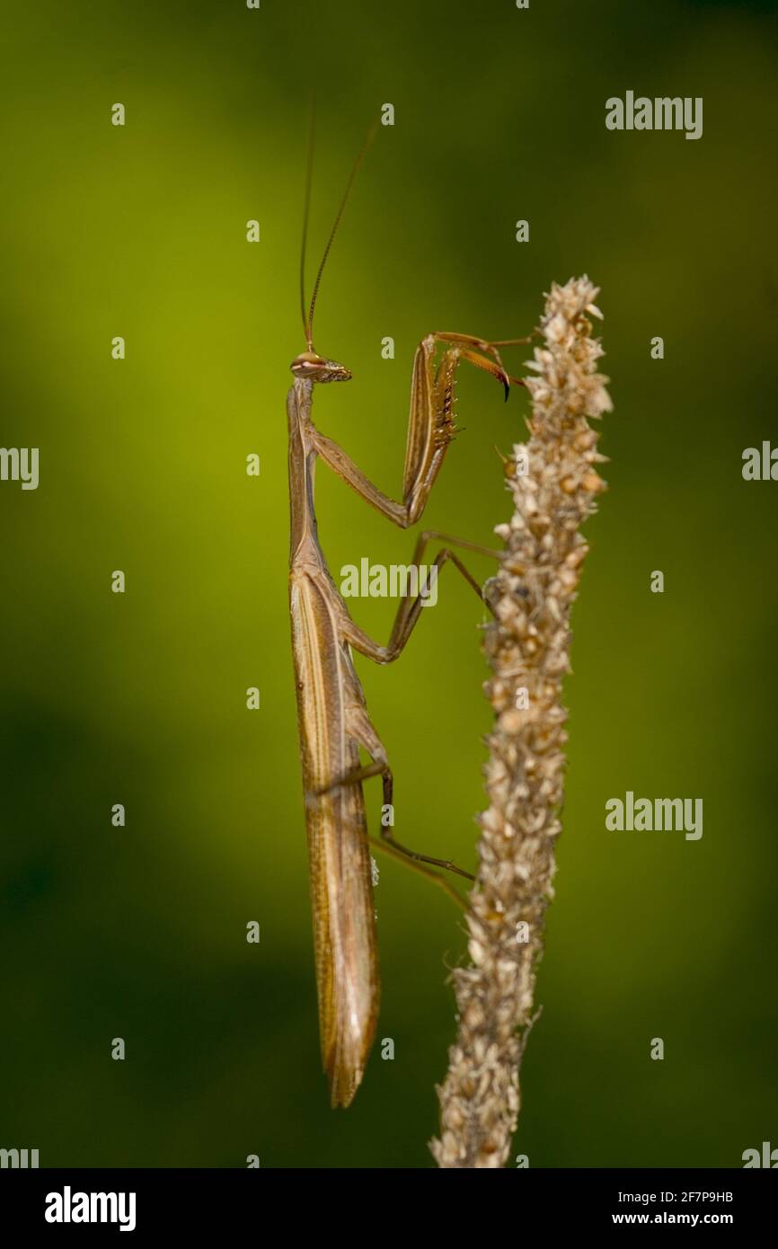 European preying mantis (Mantis religiosa), at an infructescence ...