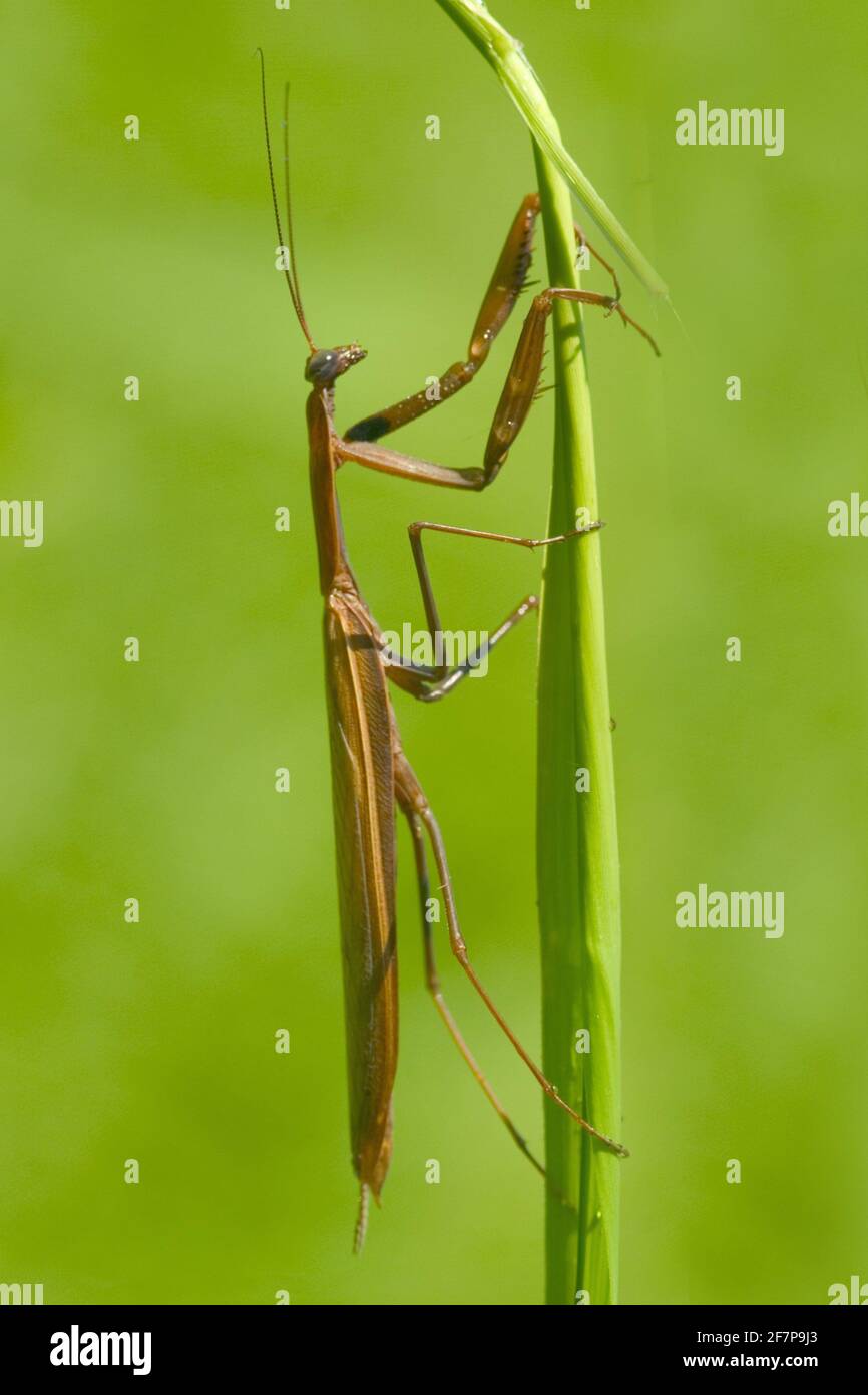 European preying mantis (Mantis religiosa), at a blade of grass ...