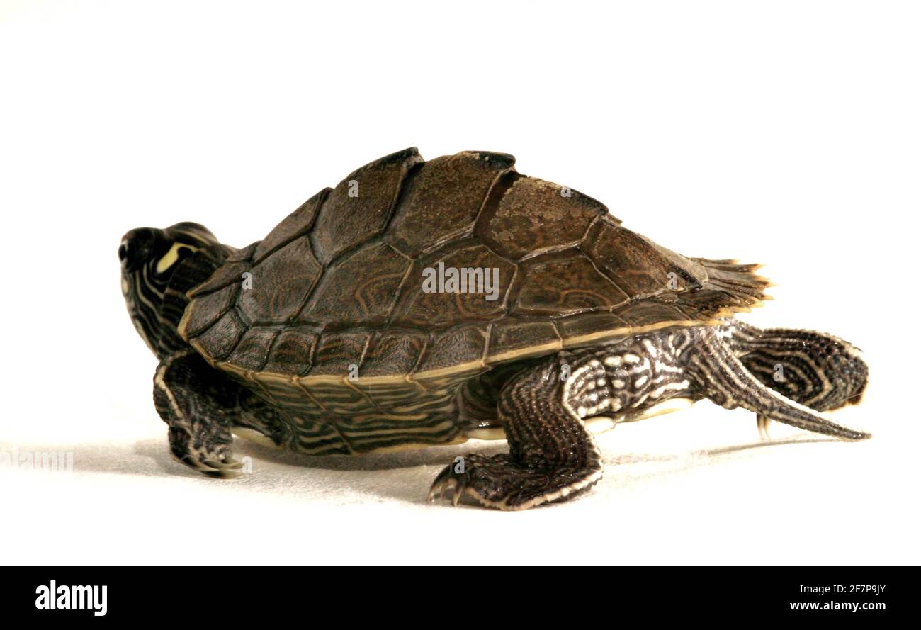 Mississippi map turtle (Graptemys kohnii), side view, cut-out Stock ...