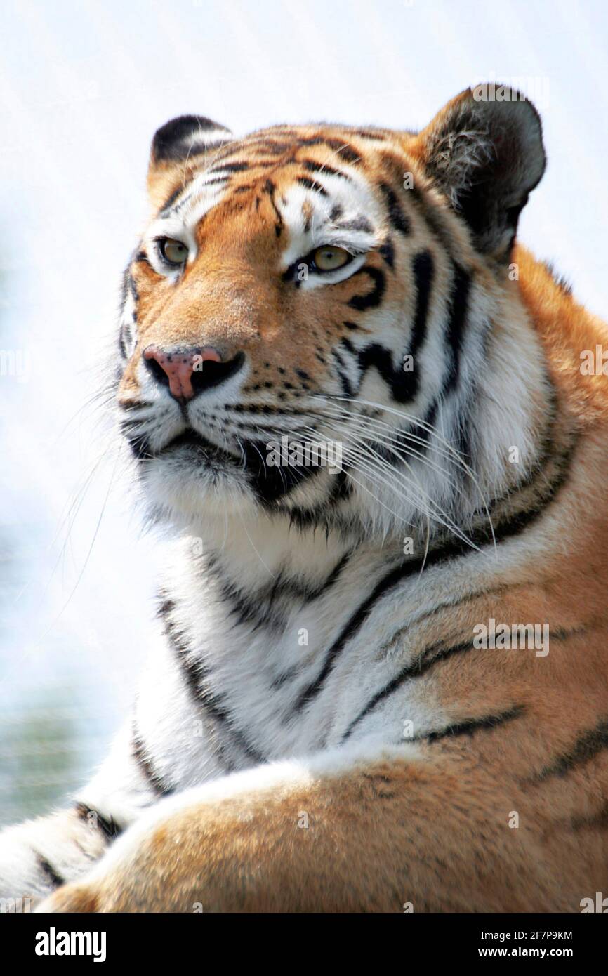 tiger (Panthera tigris), portrait Stock Photo - Alamy