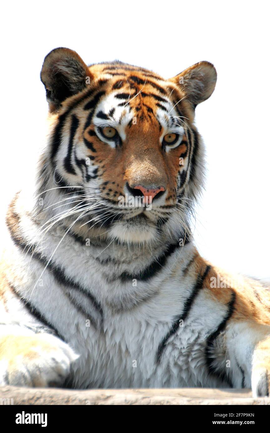 tiger (Panthera tigris), portrait Stock Photo - Alamy
