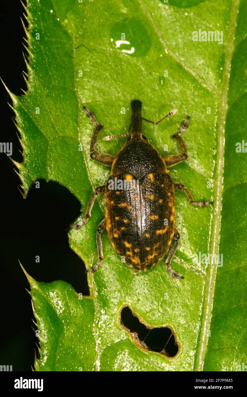 Curculionid beetle hi-res stock photography and images - Alamy