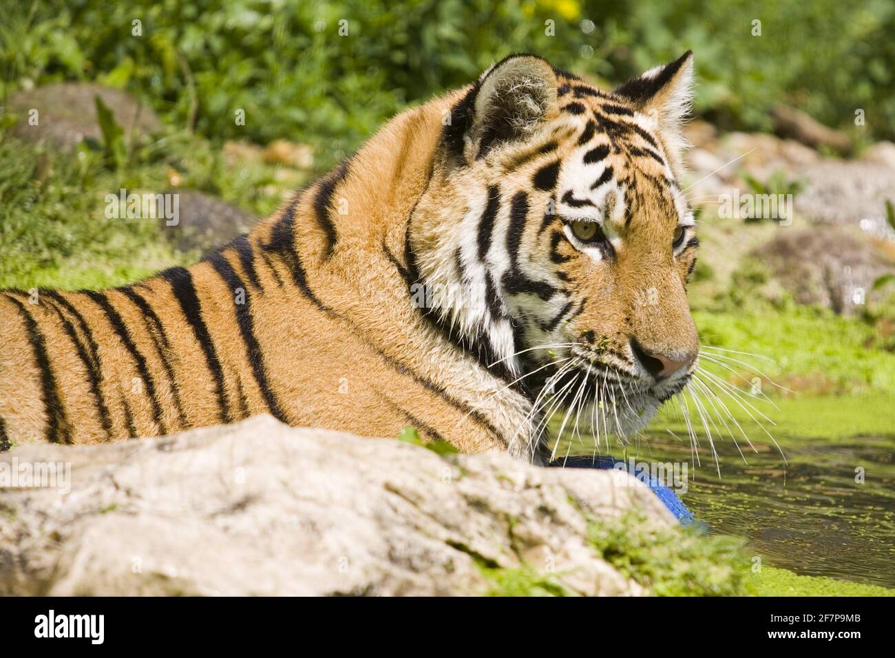 Zoo portraits hi-res stock photography and images - Alamy