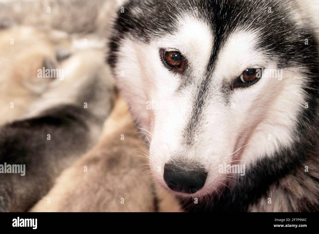 Siberian Husky (Canis lupus f. familiaris), portrait, front view Stock ...
