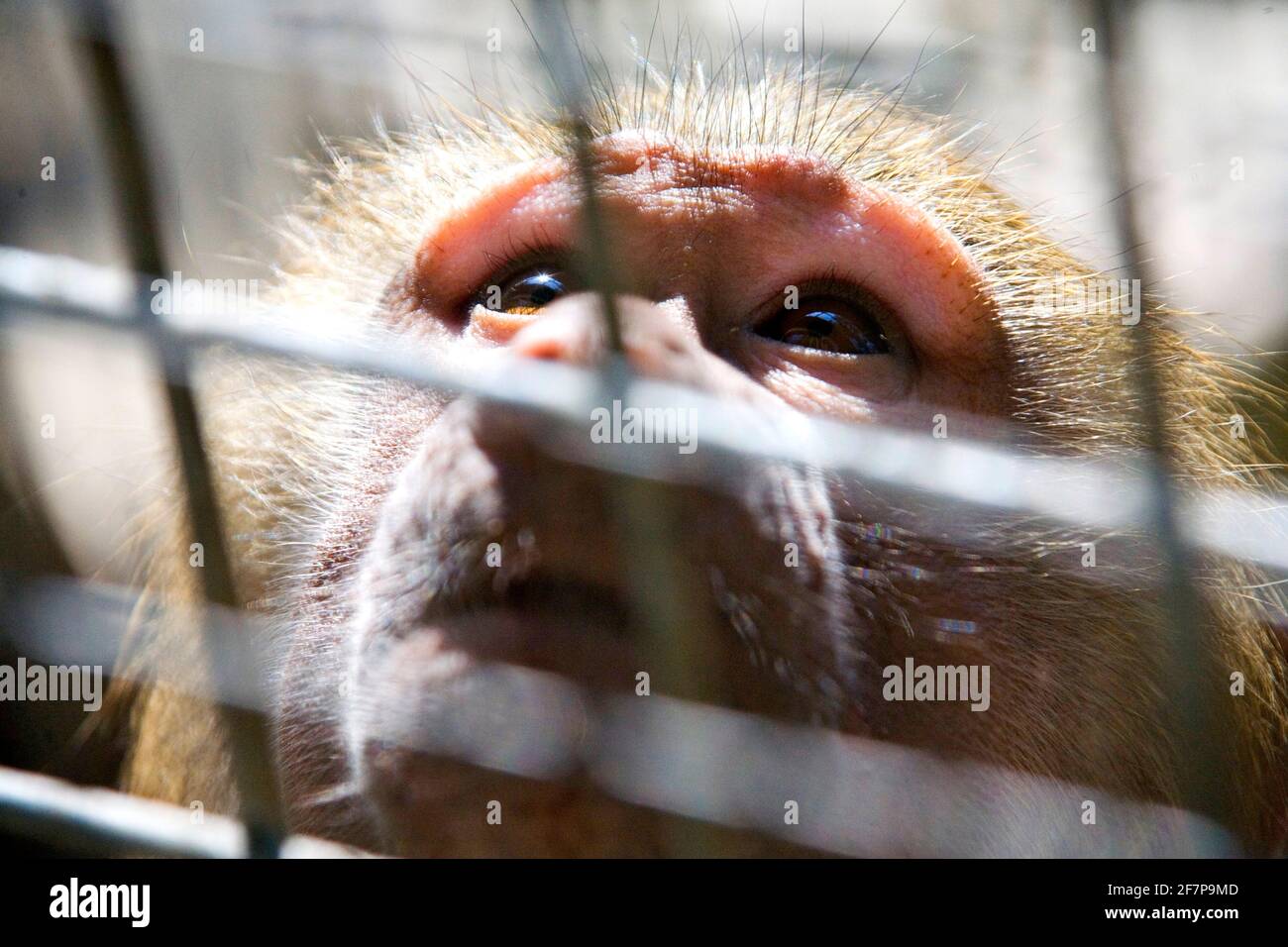 Scary monkey hi-res stock photography and images - Alamy