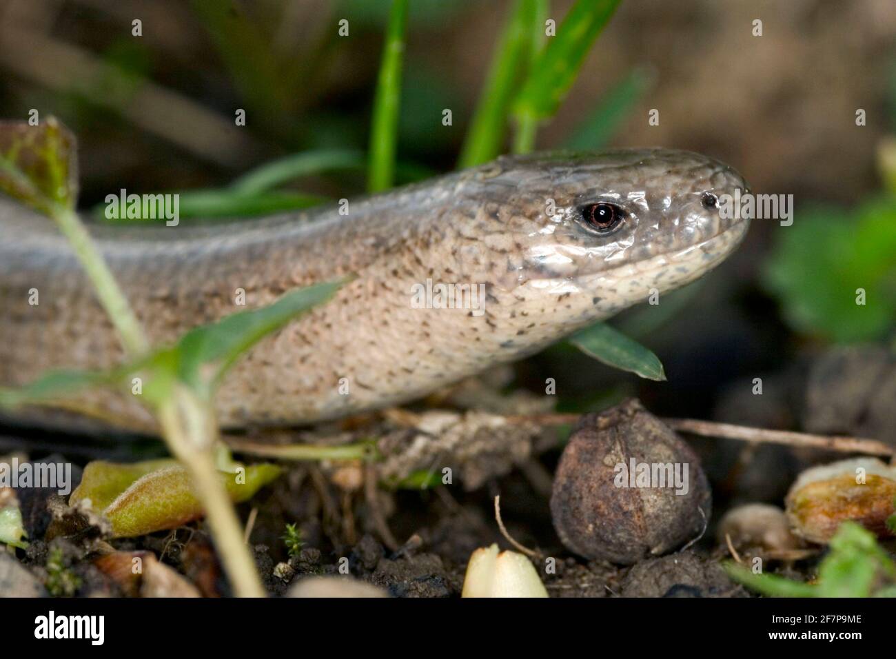 European slow worm, blindworm, slow worm (Anguis fragilis), portrait ...