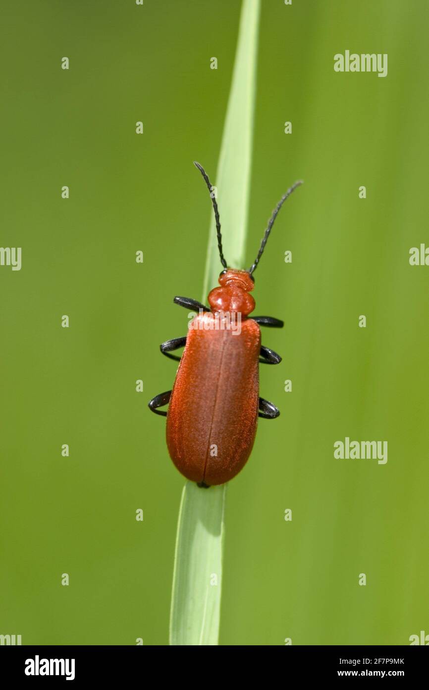 Cardinal Beetle, Cardinal Beetles, Red-headed cardinal beetle ...