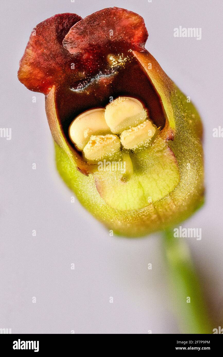 common figwort, knotted figwort (Scrophularia nodosa), flower, Germany ...