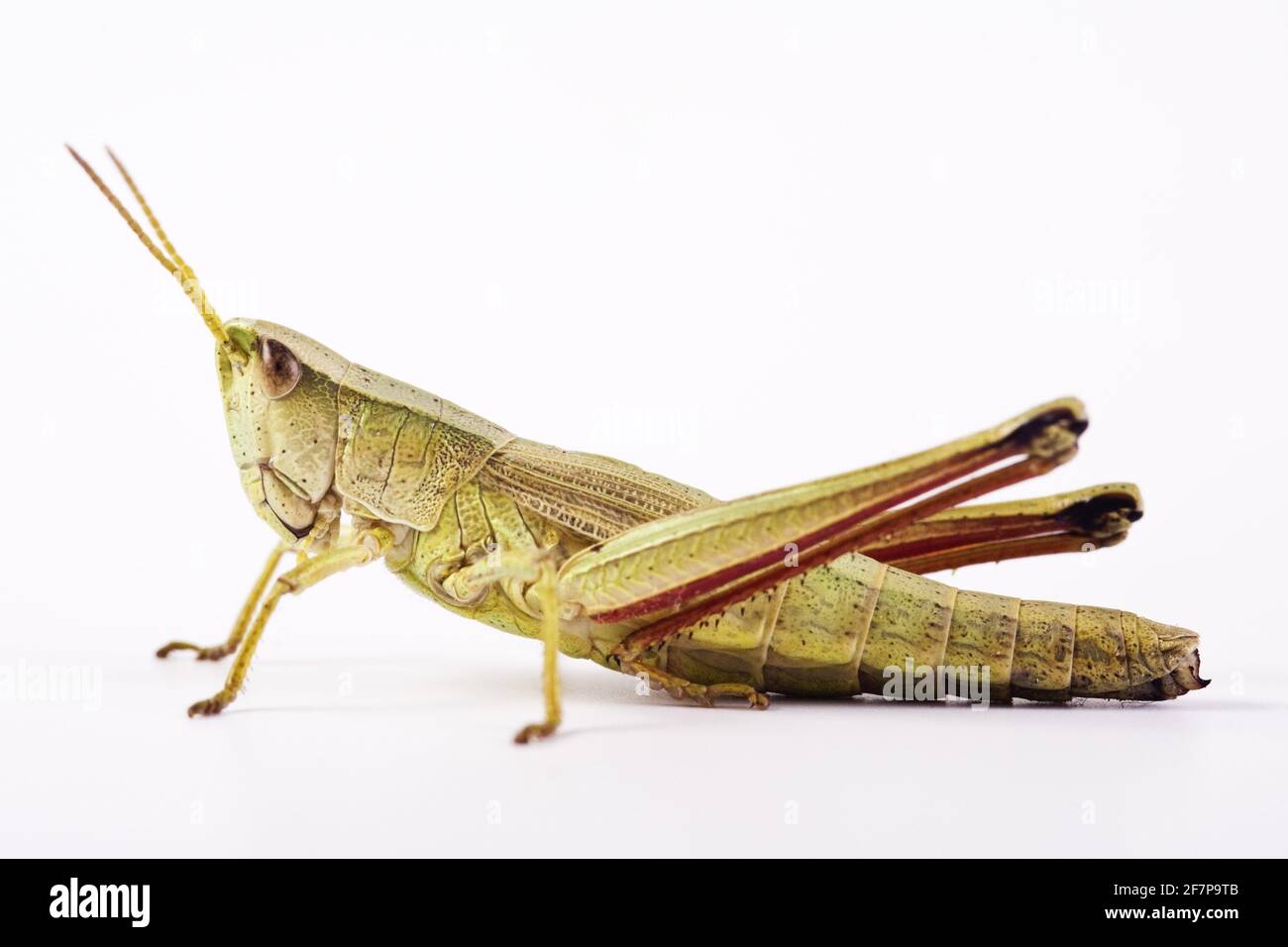 large gold grasshopper (Chrysochraon dispar), side view, cut-out ...