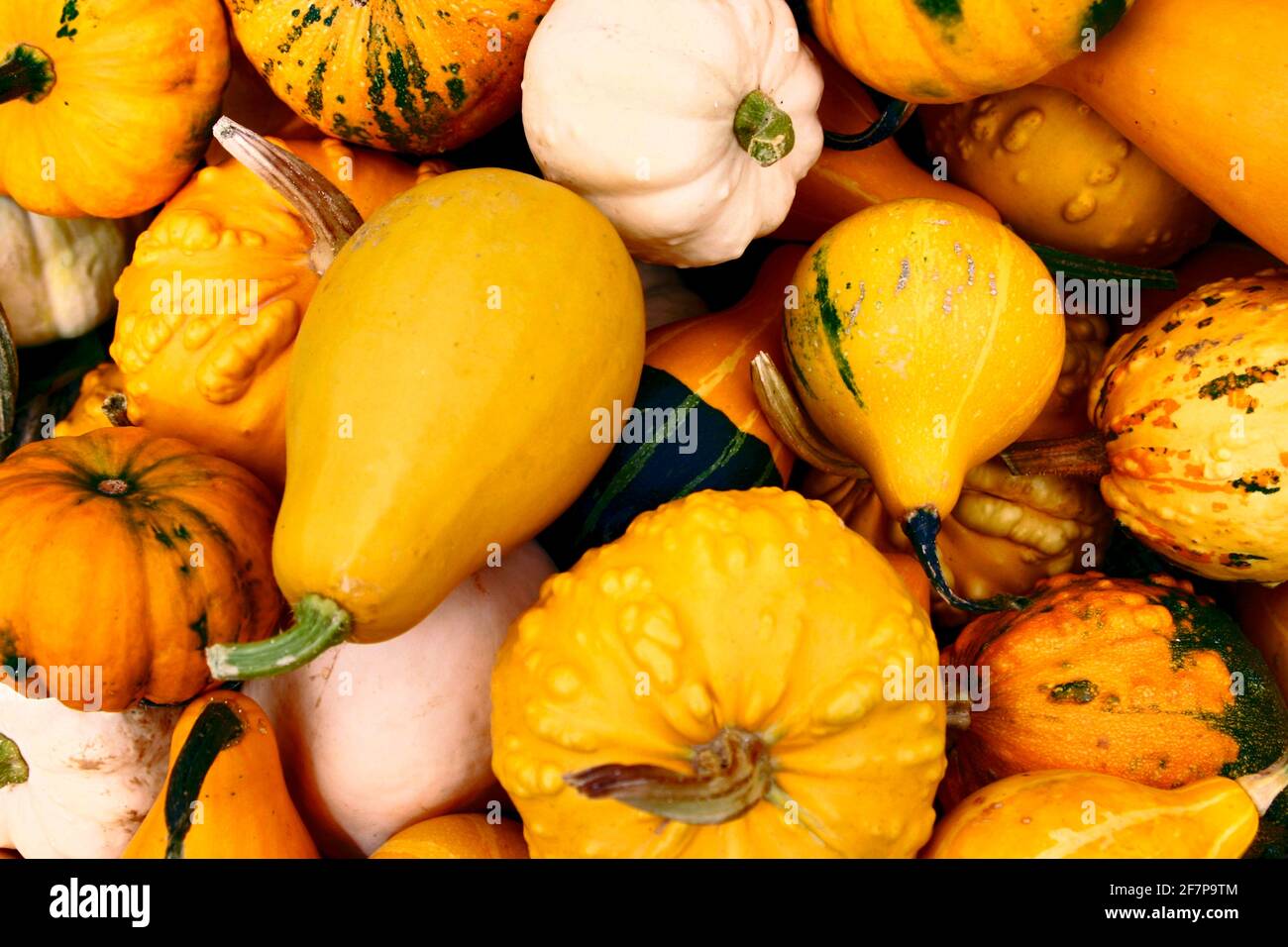 ornamental pumpkin (Cucurbita pepo convar. microcarpina), pile of ...
