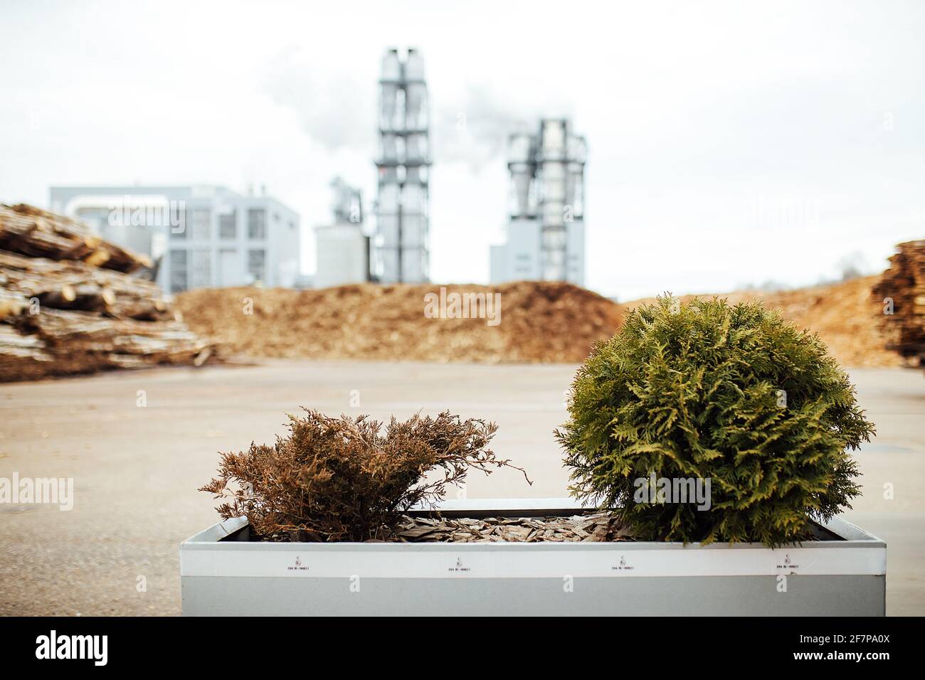 sawdust conveyor. the wood processing plant transports wood chips on a ...