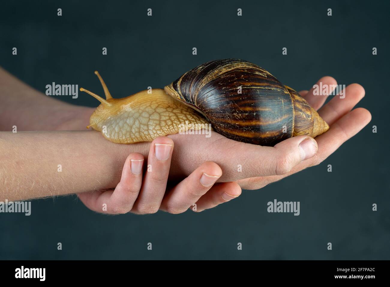 Giant African Snail Pet