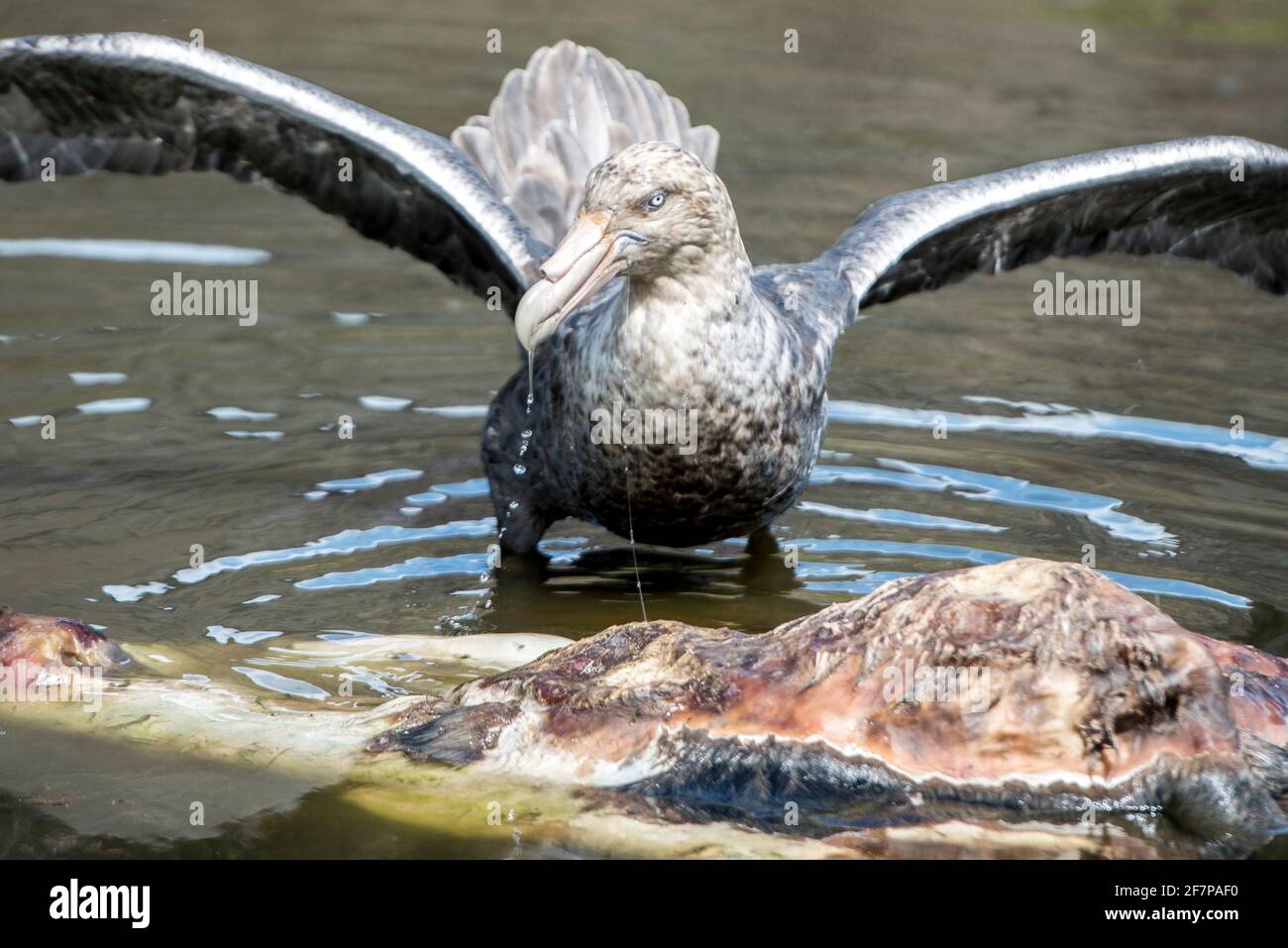 Southern Giant Petrel , Macronectes giganteus, feeding off a dead seal ...
