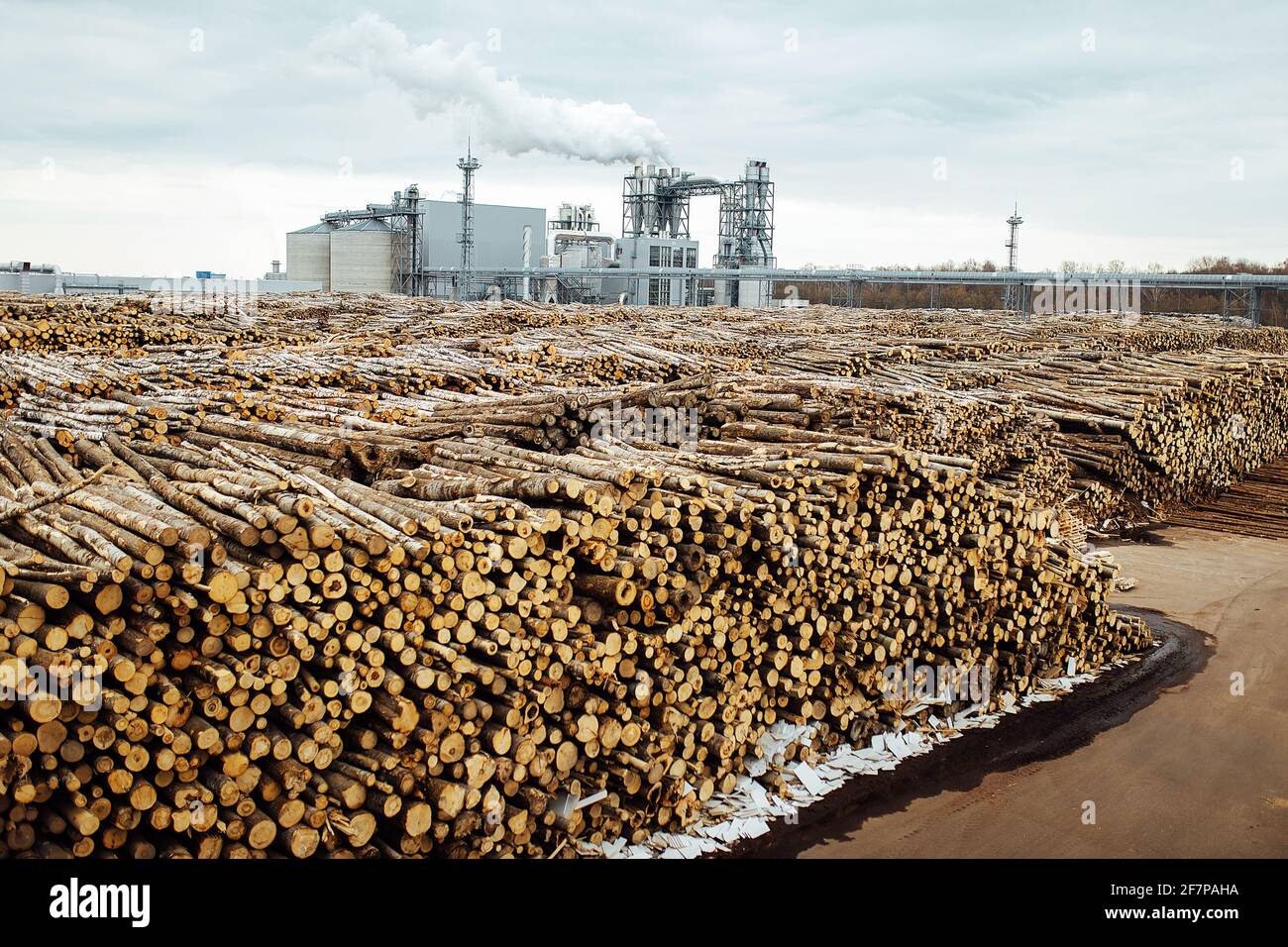 warehouse of felled trees at the factory. smoking factory chimneys ...