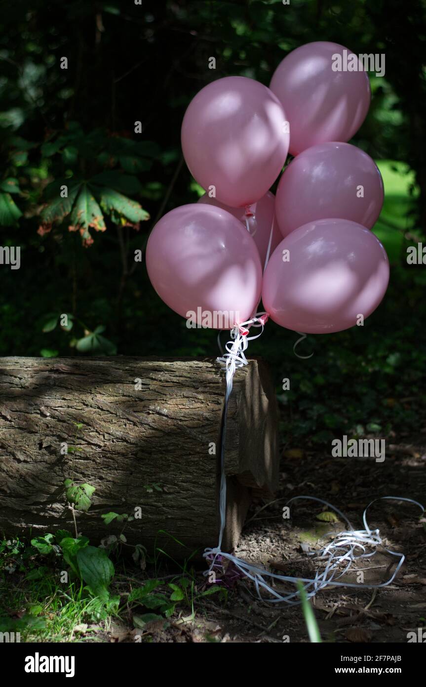 Pink Balloons attached to a log in woods Stock Photo - Alamy