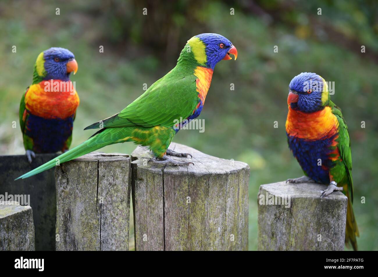 Real parrots hi-res stock photography and images - Alamy