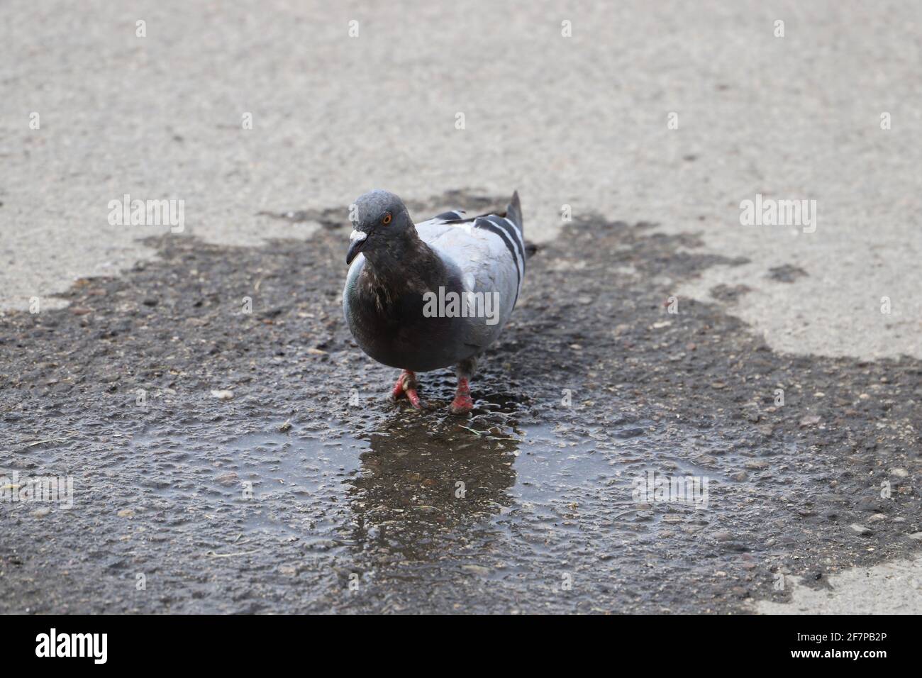 Sick pigeon without toes and feet, suffer from a disease Stock Photo ...