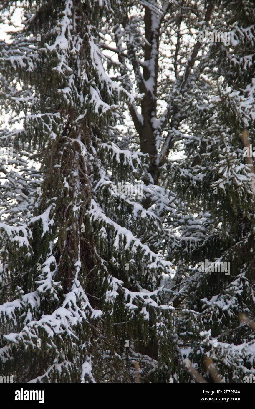 Starry conifers hi-res stock photography and images - Alamy