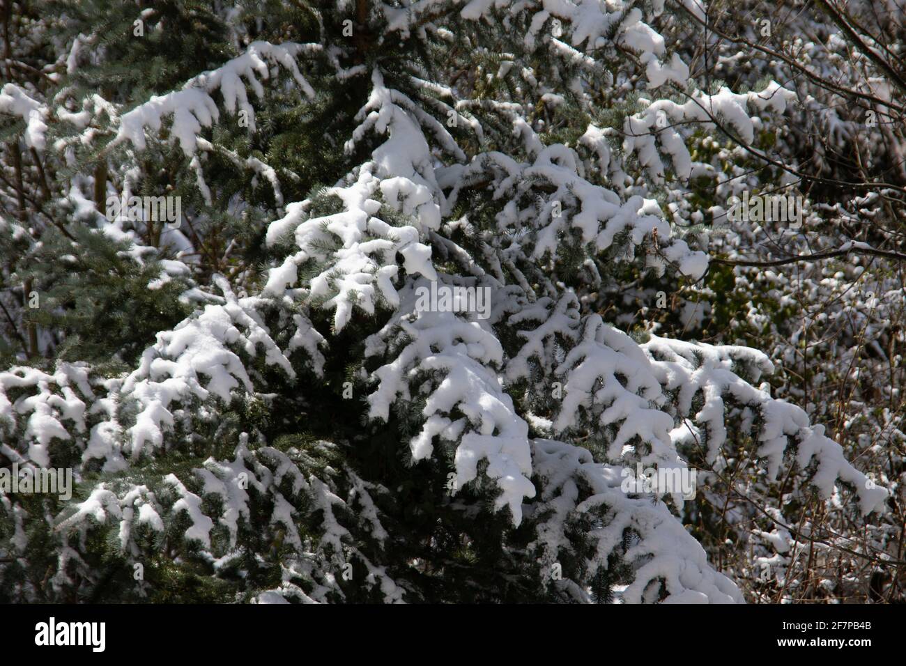 Snow-covered conifers stand in the winter landscape Stock Photo - Alamy