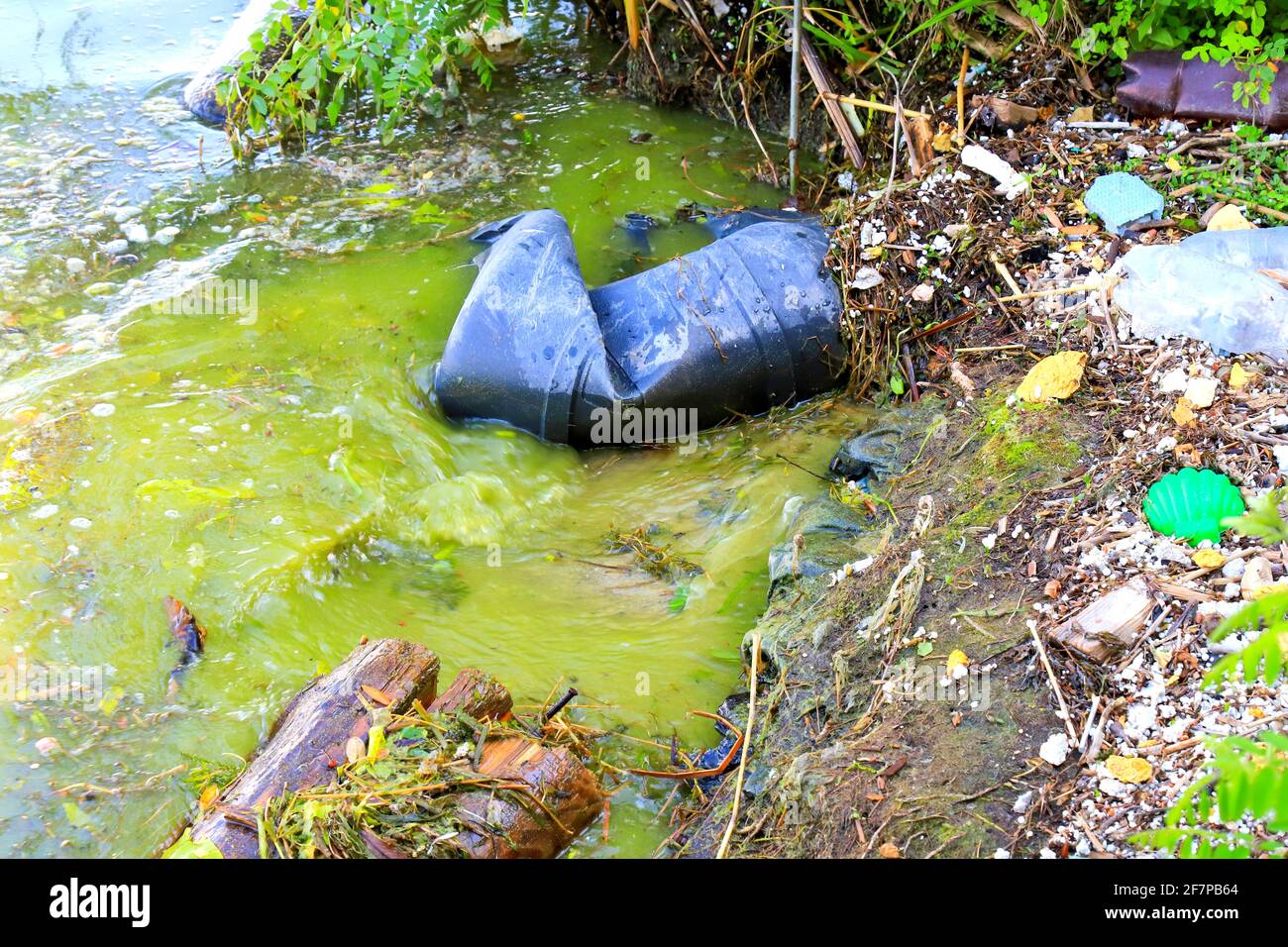 Plastic garbage on the river bank, dirty green blooming water in the ...