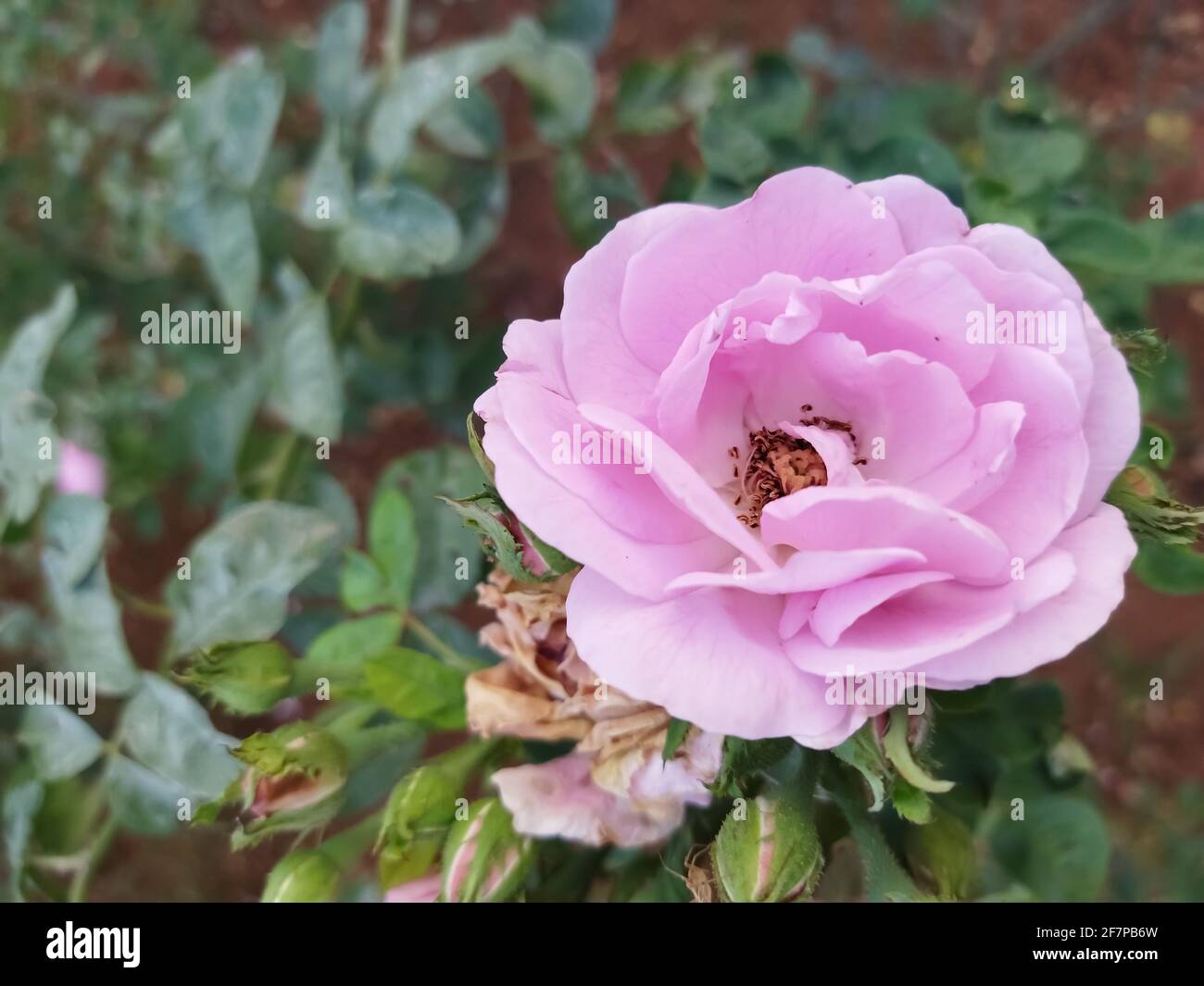 Beautiful pink rose flower hi-res stock photography and images - Alamy