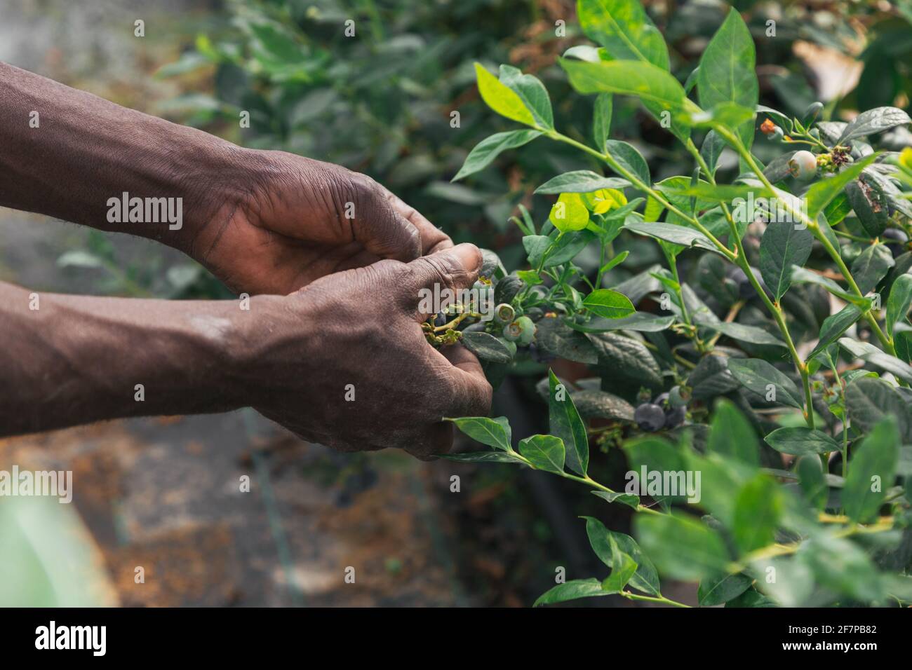 African man hand working and picking blueberries on a organic farm ...